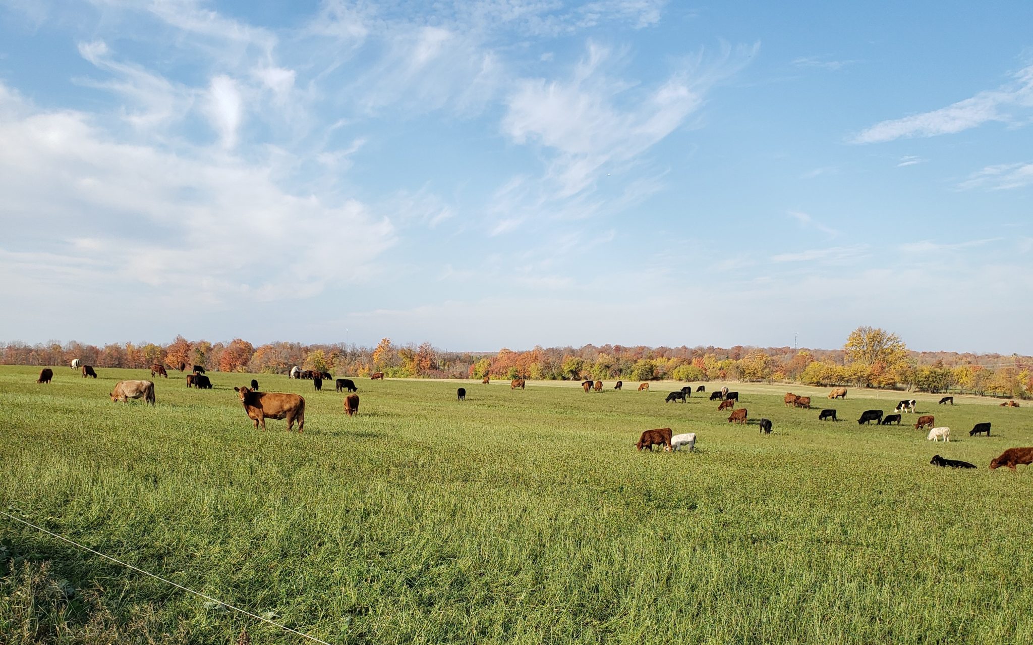 Laepple Organic Farm – Your local food source since 1998